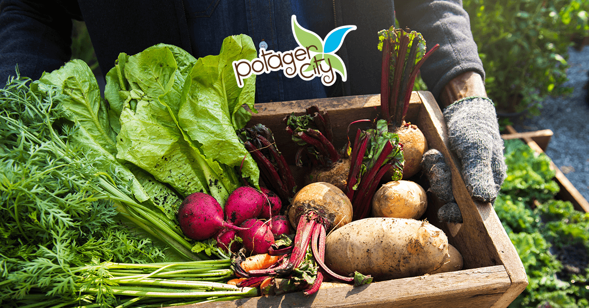 Notre histoire - Potager City